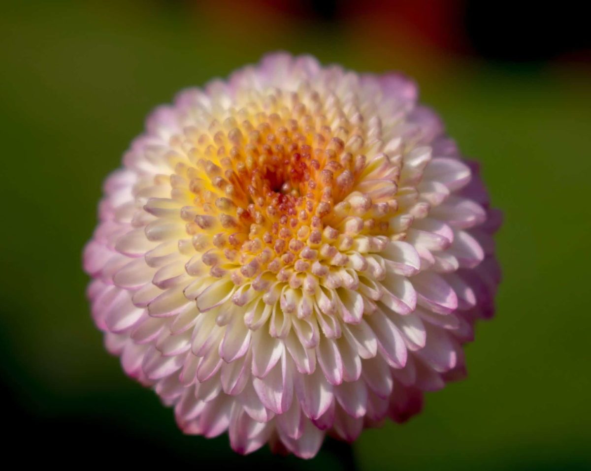 See Why Mums Are The Perfect Fall Flower - Mary Murrays Flowers