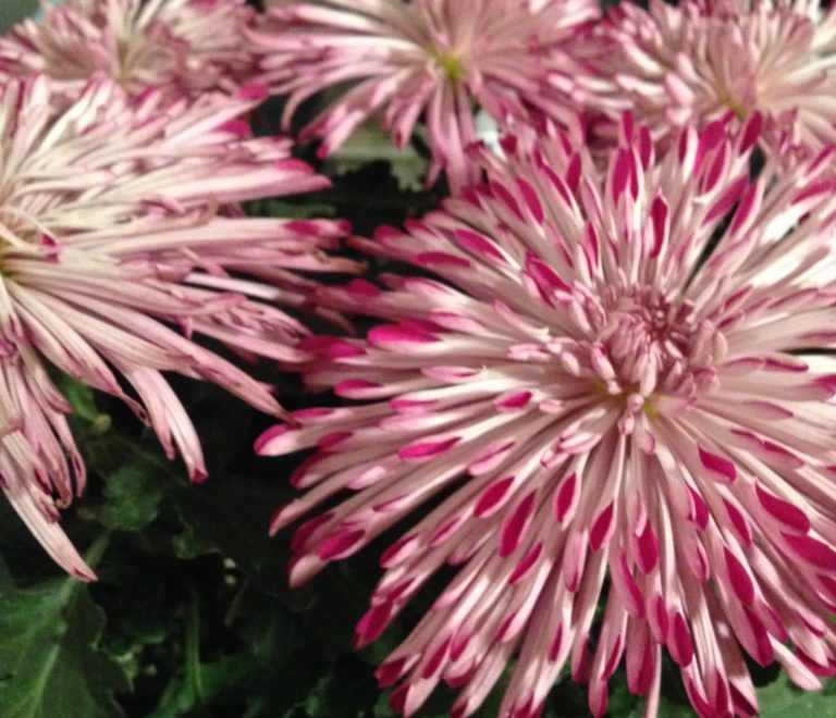 See Why Mums Are The Perfect Fall Flower - Mary Murrays Flowers
