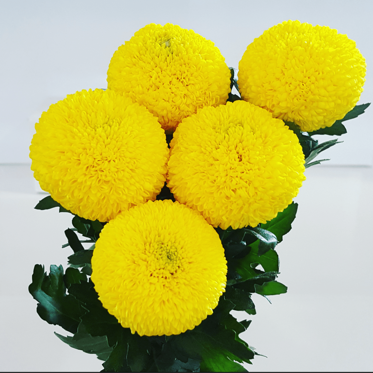 See Why Mums Are The Perfect Fall Flower - Mary Murrays Flowers